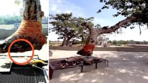 हिसार में रहस्यमई पेड़ जो सालों से हवा में लटका, चमत्कार या विज्ञान ...